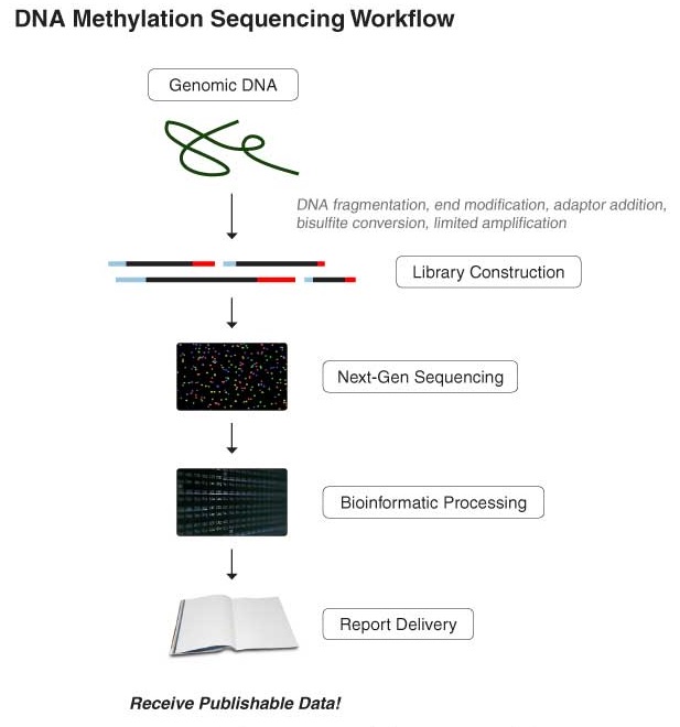 Genome-Wide DNA Methylation Analysis